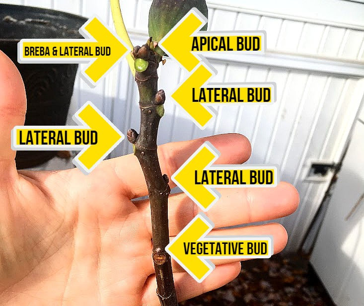 The Cheat Code for QUICK Fig Tree Formation | Why I Summer Prune for Form