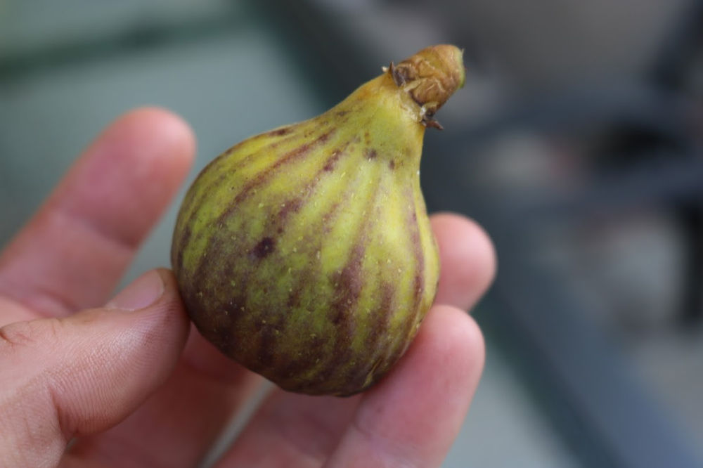 Harvest Perfect Figs Every Time | How & When to Pick Figs