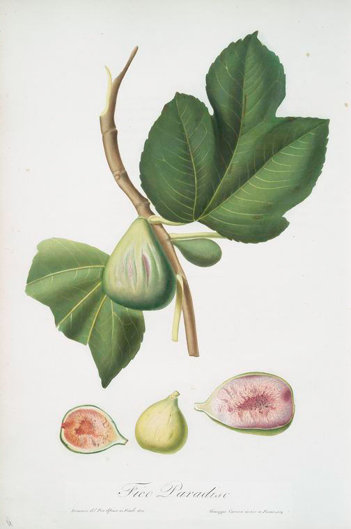 The Paradiso Fig | Comprehensive Variety Review