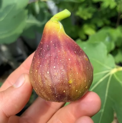 The Olympian Fig: Origins, Characteristics, and Cultivation