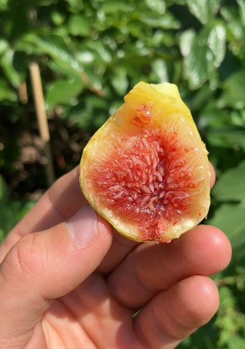 Demos Unk Fig Tree | Ross Raddi