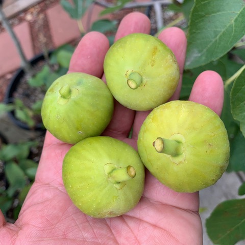 Starting an Online Fig Tree Business Using FigBid & More on Preserving ...