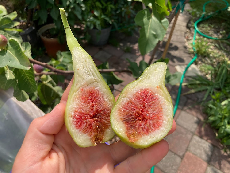 Emerald Strawberry Fig Cuttings (3 Cuttings Per Order) | Ross Raddi
