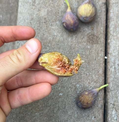 The Celeste Fig - It's Traits, History & Variations