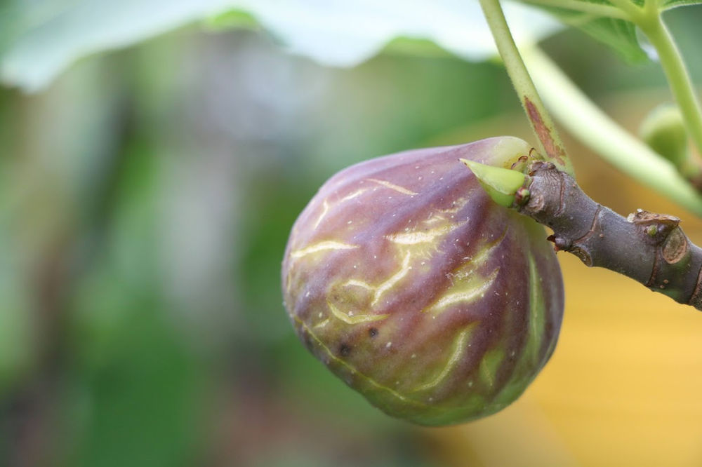 Fig Varieties with a Short Hang Time | The Most Important ...