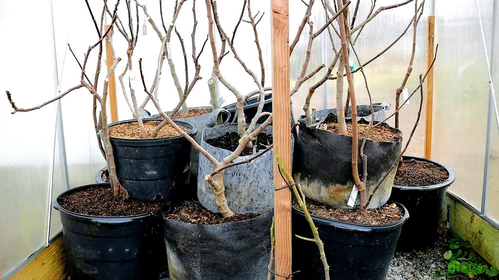 Winterizing Container Fig Trees | Where to Store them & How to Avoid ...