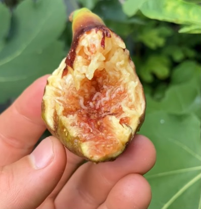 The Olympian Fig: Origins, Characteristics, and Cultivation