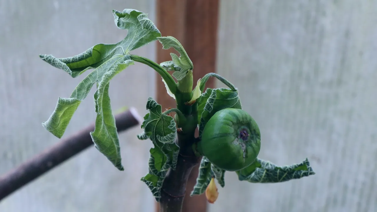 Fig Trees, Figs, Master the Fig Fruit | Fig Boss Blog