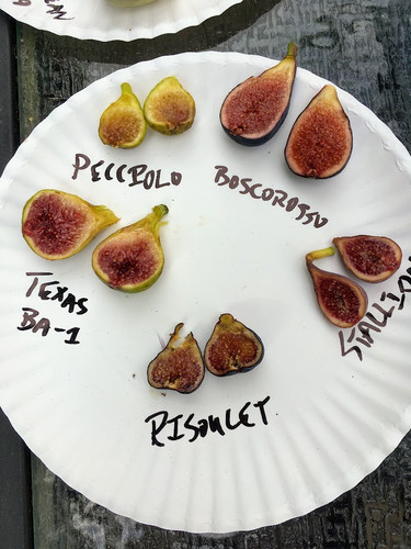 Boscorosso (Nikky) Fig Tree | Ross Raddi