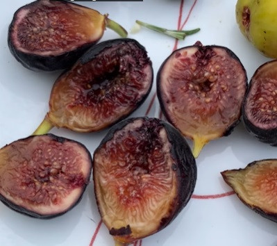 Aaron's Unk Fig Cuttings - 3 Per Order | Fig Boss