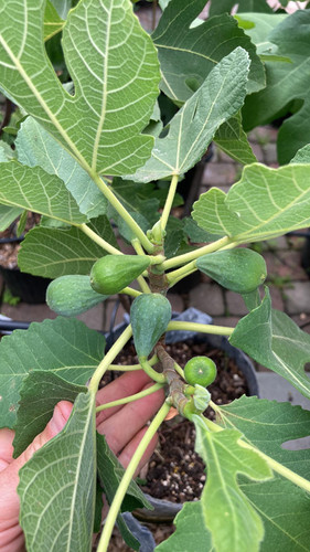 Hunt Fig Tree | Ross Raddi