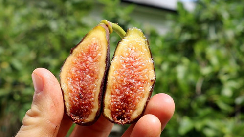Moro de Caneva (Fico Secco) Fig Cuttings (3 Cuttings Per Order) | Ross ...