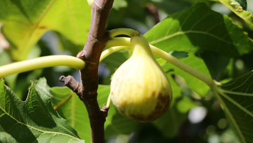 Nin ZS Fig Cuttings - 3 Per Order | Ross Raddi