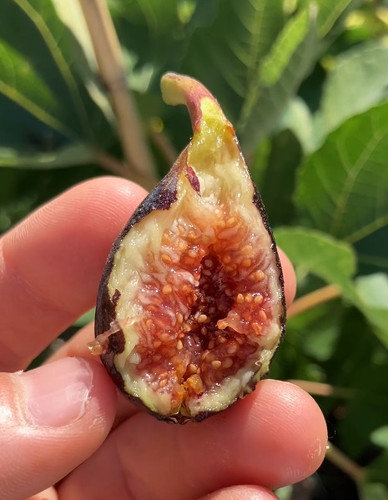 UCD Mini Fig Cuttings - 3 Per Order | Fig Boss