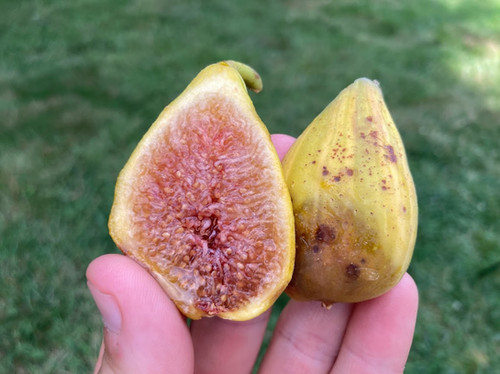 Popone Fig Tree | Ross Raddi