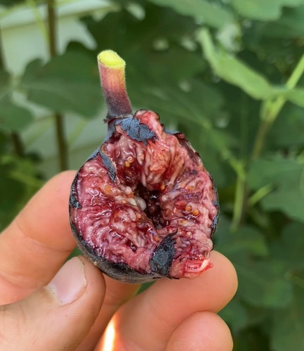 Pastiliere (Siro) Fig Tree | Ross Raddi