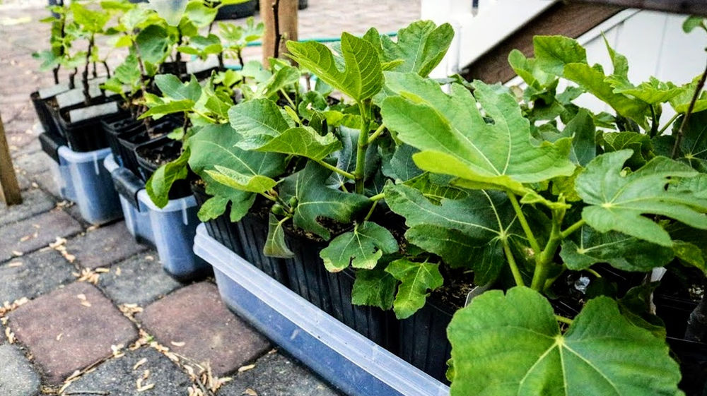 What to do with Young Potted Fig Trees come Winter