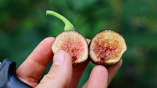 Godfather Fig Tree | Ross Raddi