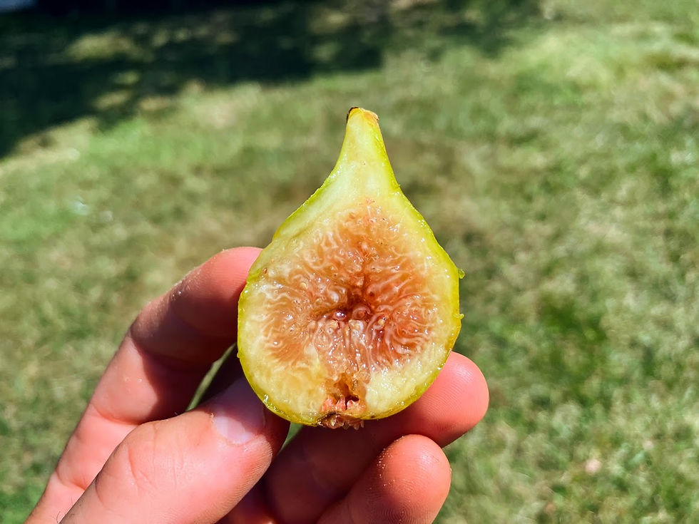 Desert King (Paul Gautschi) | Ross Raddi