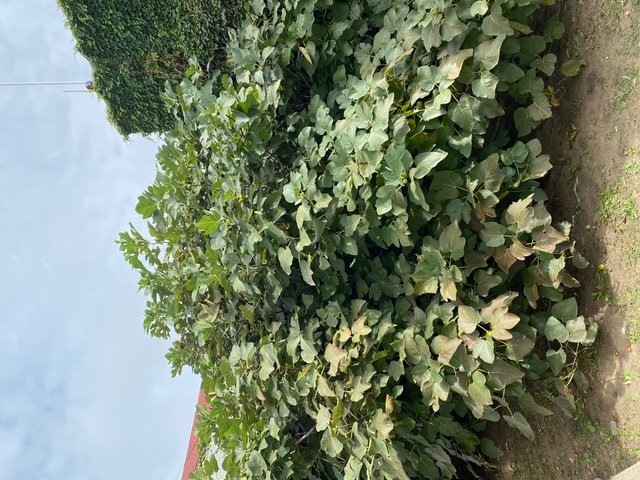 Starting an Online Fig Tree Business Using FigBid & More on Preserving ...