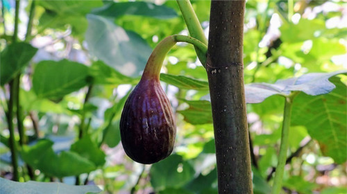 Dall'Oso (Belfiore) Fig Tree | Ross Raddi