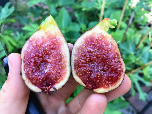 Norella Fig Cuttings (3 Cuttings Per Order) | Ross Raddi