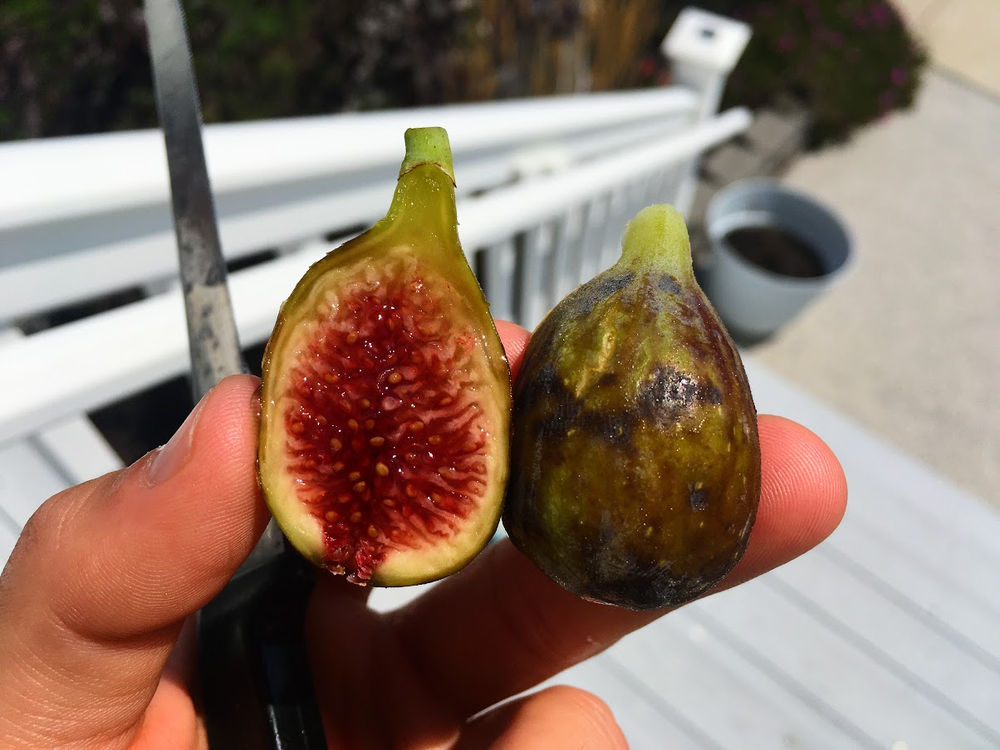 Texas BA-1 | The Hardy Smith Fig