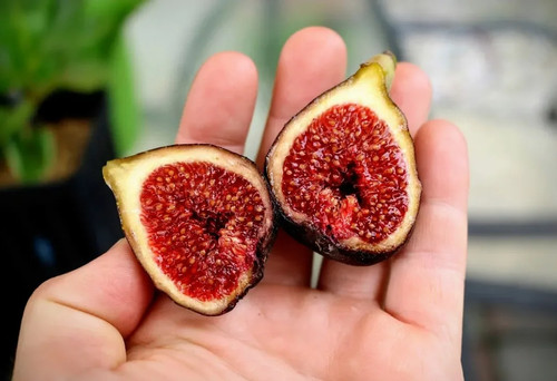 LSU Scott's Black Fig Tree | Ross Raddi