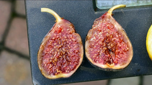 Verdone (Nikky) Fig Tree | Ross Raddi