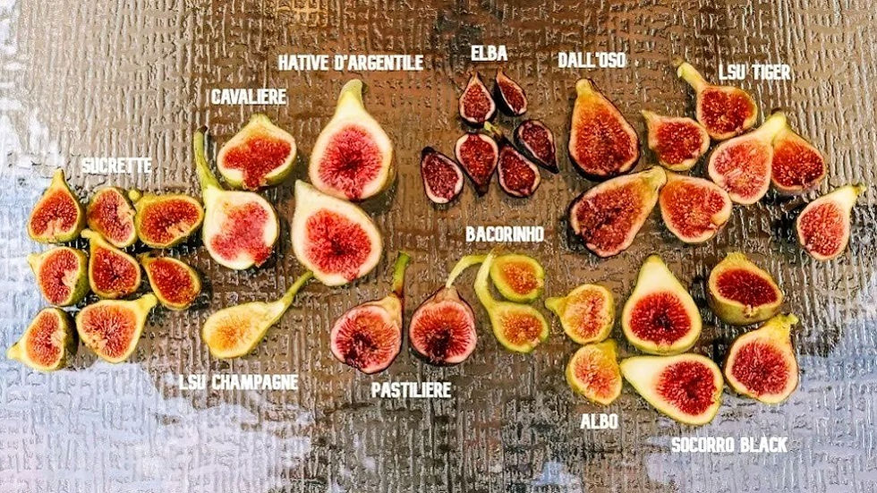 Fig Trees | Ross Raddi