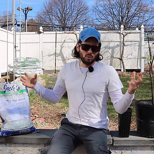 How-to Grow Figs | Fig Boss | Blog