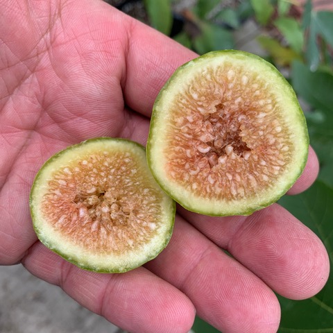 Starting an Online Fig Tree Business Using FigBid & More on Preserving ...