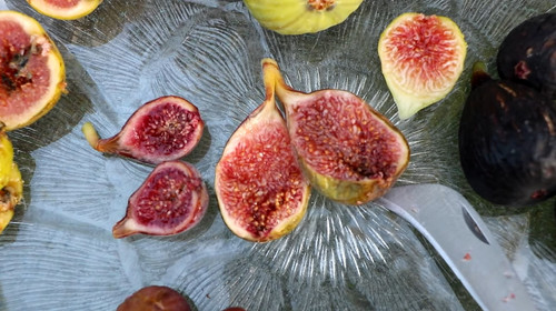 LSU Tiger Fig Tree | Fig Boss
