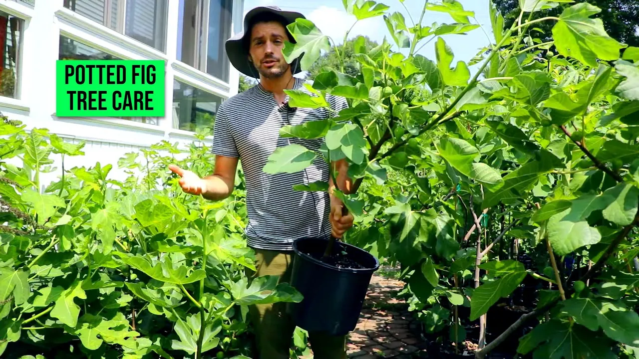 Fig Trees, Figs, Master the Fig Fruit | Fig Boss Blog