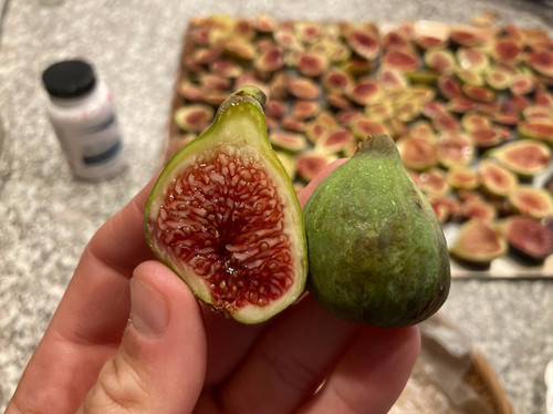 Adriatic Fig Tree (Paradiso Bronze VS) | Ross Raddi