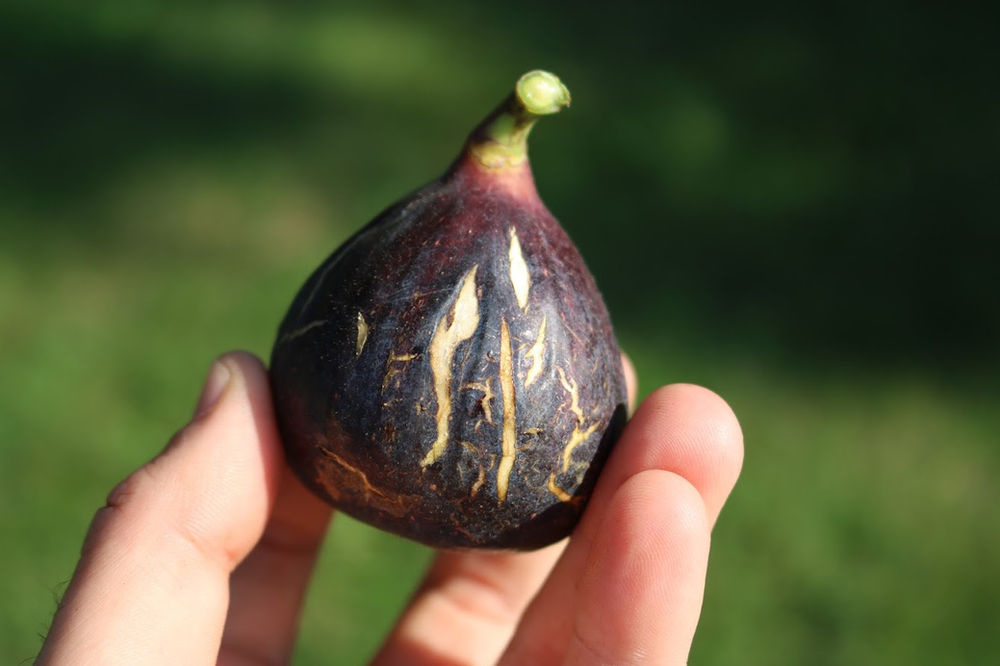 The Scoop on 30 Fig Varieties | Desert King, Brown Turkey, Black ...