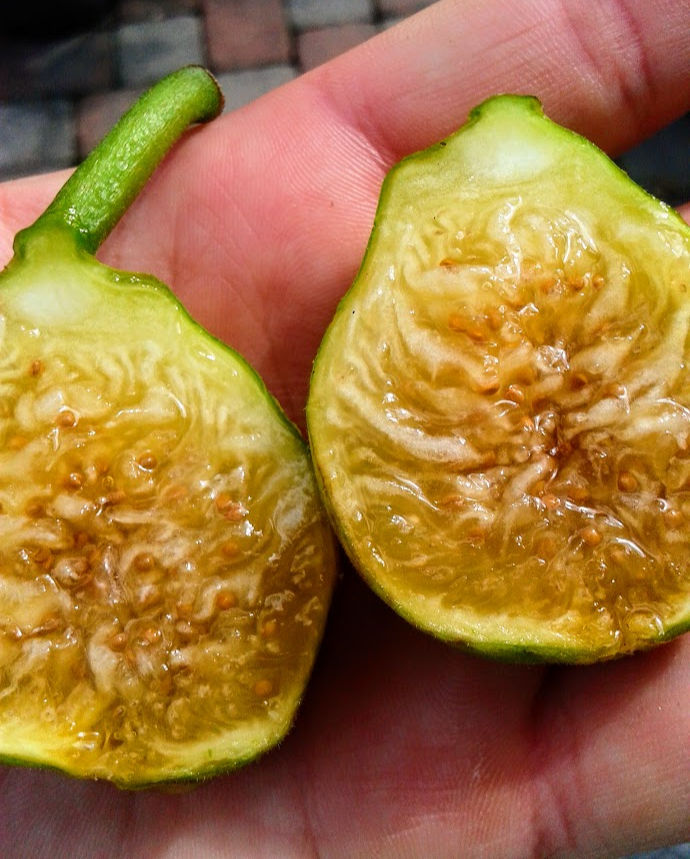 White Marseilles Fig Tree | Ross Raddi