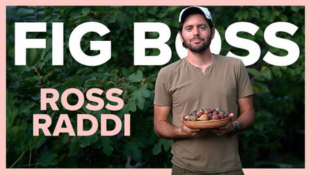 Fig Trees, Figs, Master the Fig Fruit | Fig Boss Blog