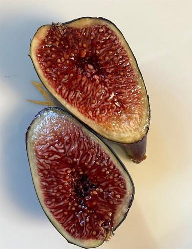 Blue Slough Fig Tree | Ross Raddi