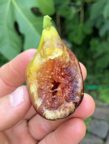 Patlican Fig Tree | Fig Boss