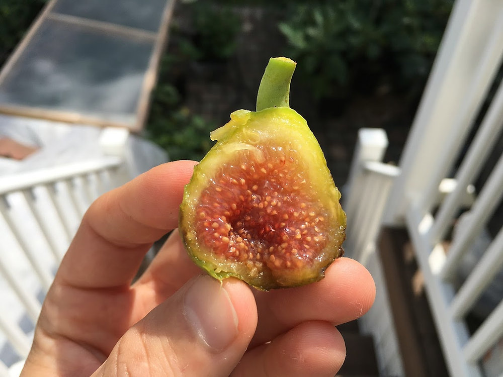 Monaco Fig - Rare European Variety