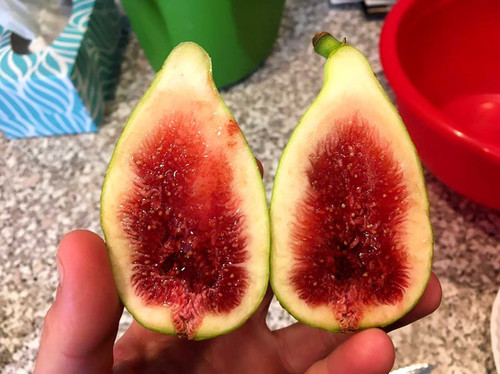 Dalmatie (Stella) Fig Tree | Ross Raddi