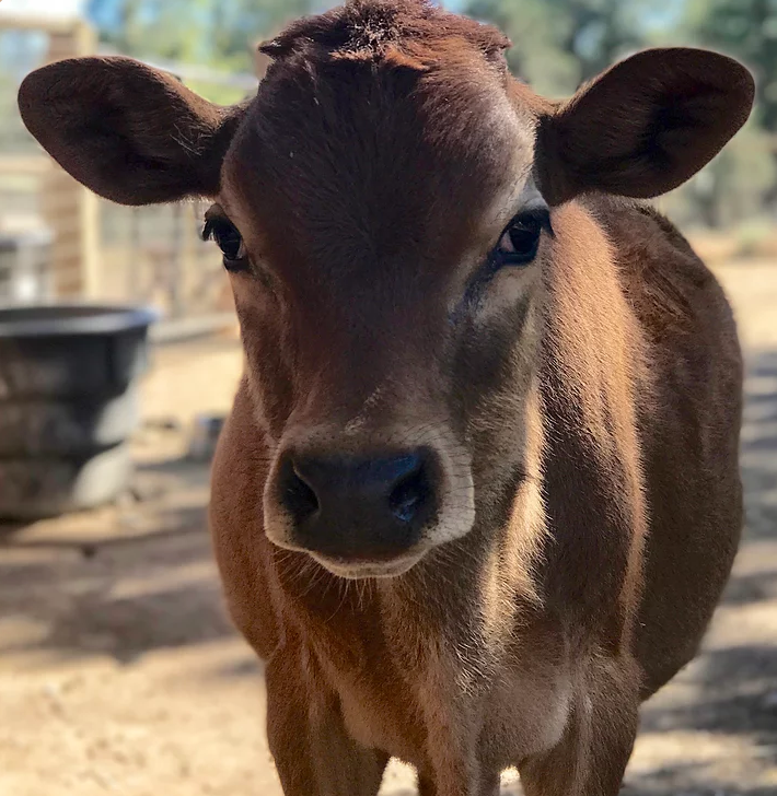 Vegan for the Animals