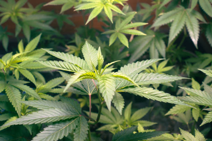 Pheno vs. Geno: What’s The Difference?| Ozzy Genetics: Cannabis Seeds ...