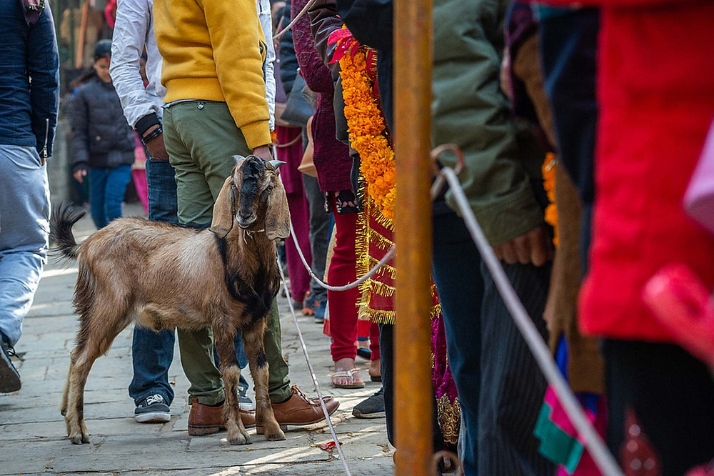 "Exploring the concepts of Animal Sacrifice (Bali) in Hinduism"