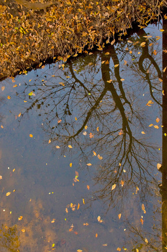 Genevieve Casey : "(12th) Magical Tree Reflected" | Bunker Center