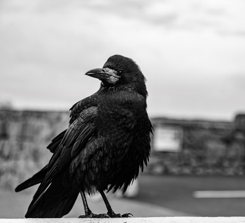 Genevieve Casey : "Sideways Glance from a Rook" | Bunker Center