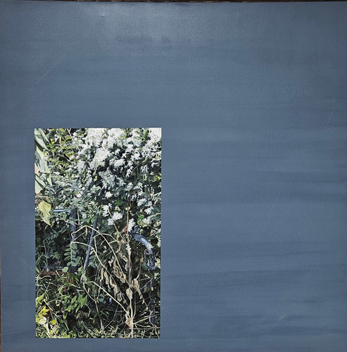 Adam Crowley: "Clematis along the Back Fence" | Bunker Center