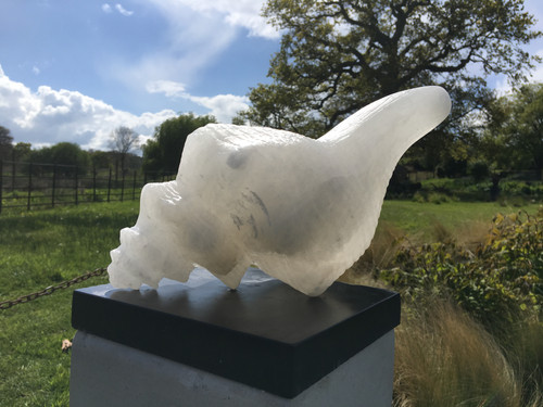 Shell | Simon Keeley