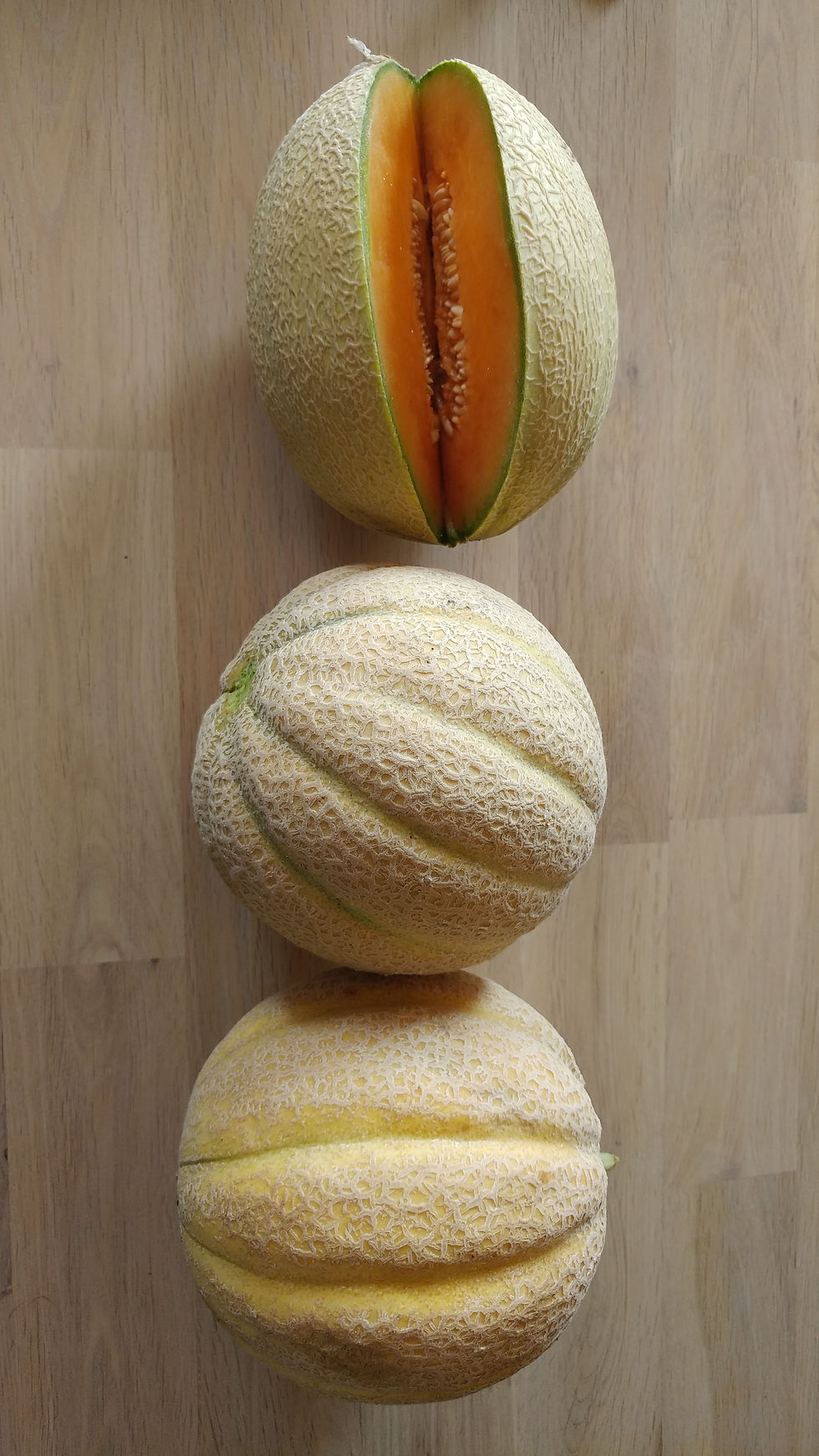 Zuckermelonen anbauen: Aussaat, Veredeln, Pflege & Ernte!